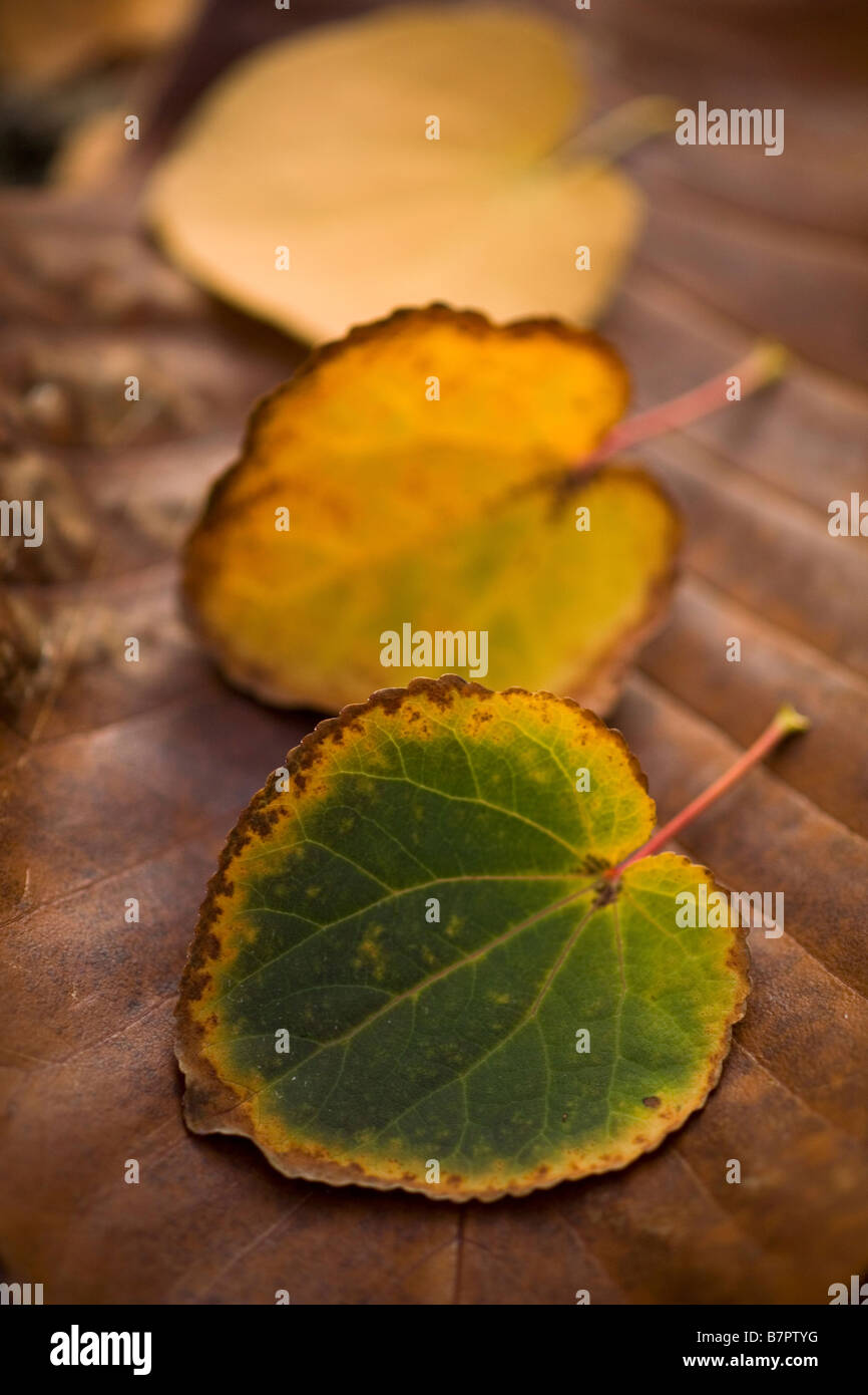 Three Objects Leaf Stock Photo - Alamy