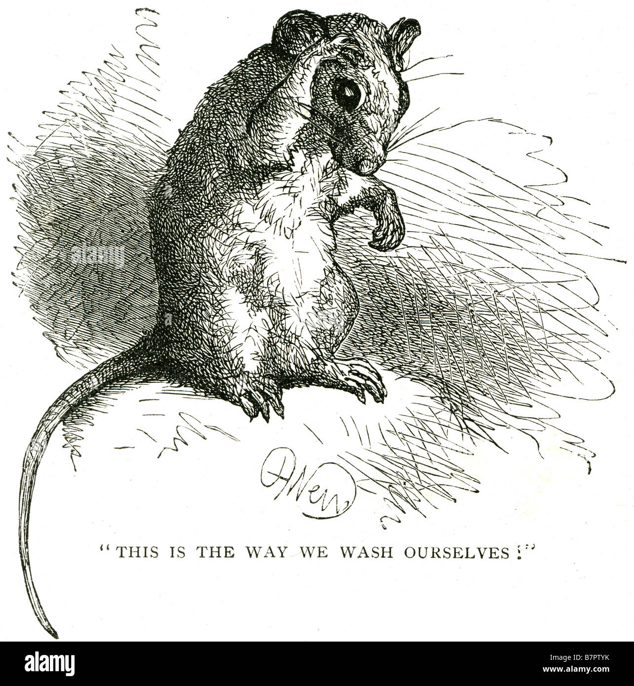 clean wash ourselves barn rat farm shed mouse eating inside pest vermin ...