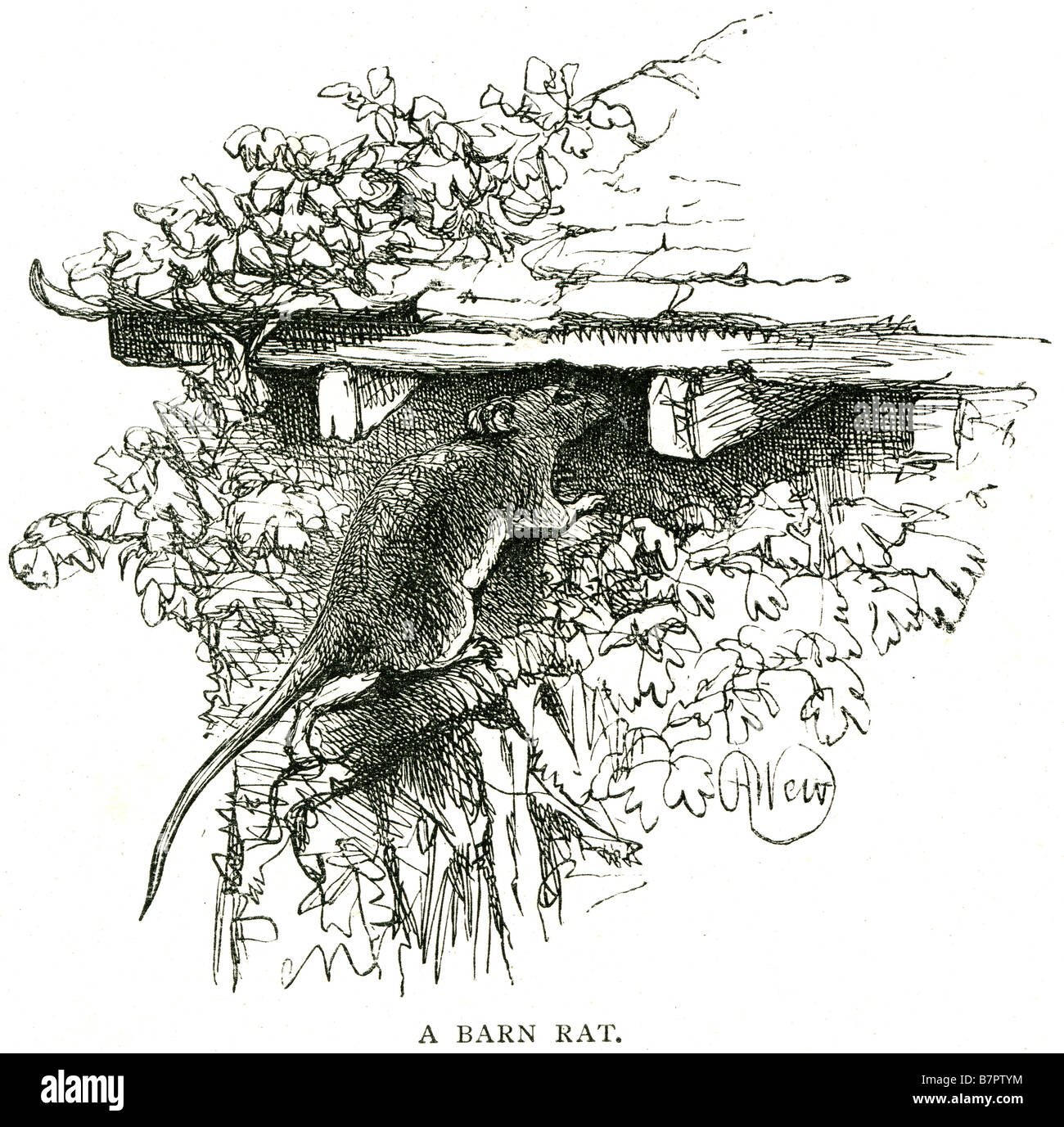 barn rat farm shed mouse eating inside pest vermin house family resting ...