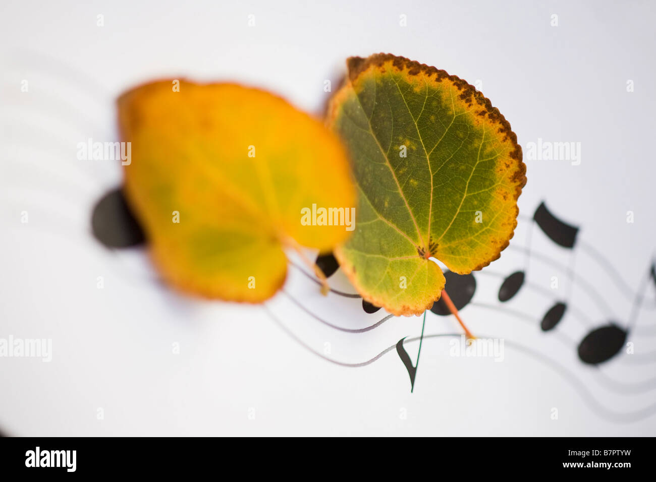 Two Objects Leaf Stock Photo - Alamy