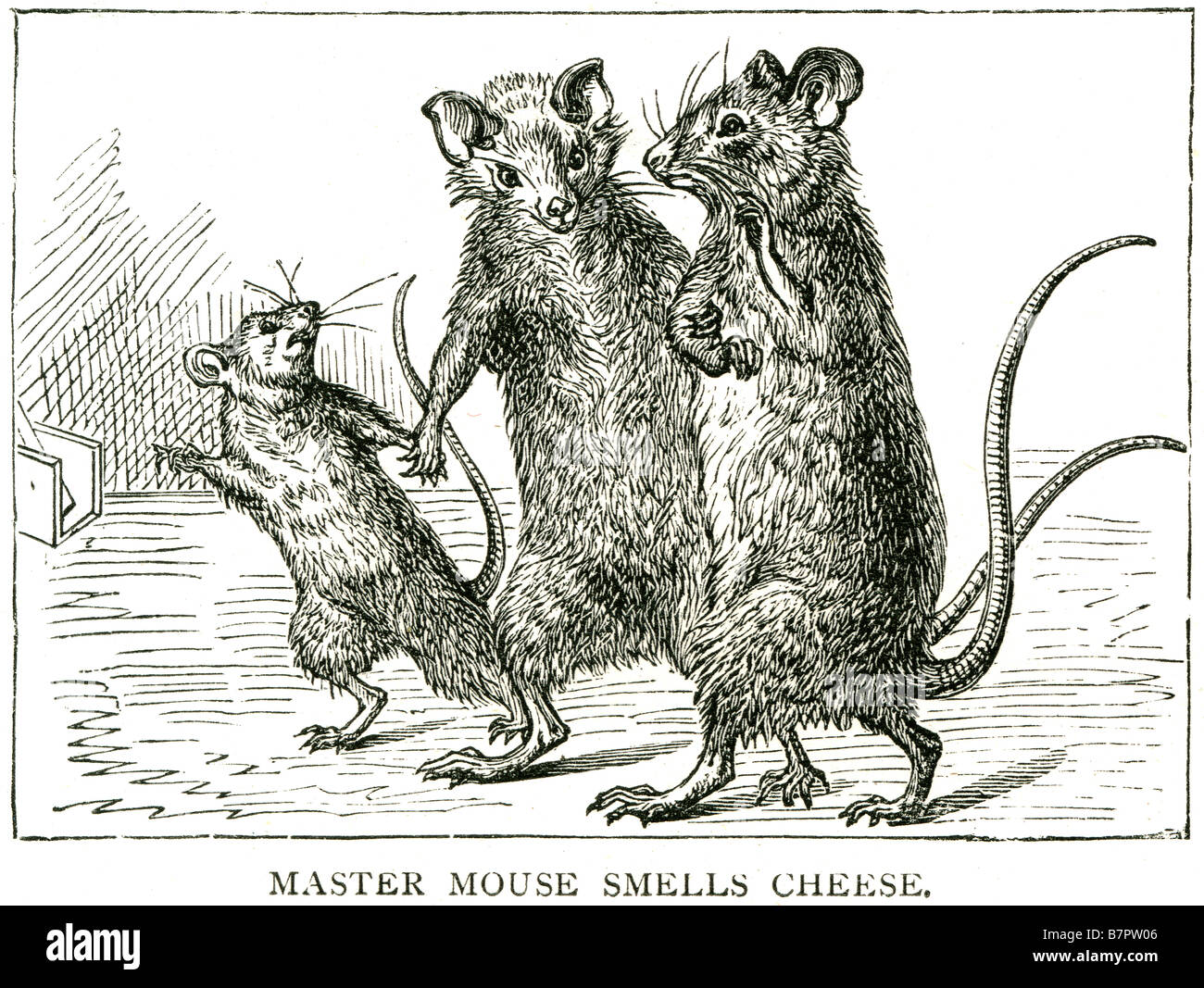 master mouse smells cheese trouble rat mouse eating trap inside pest ...