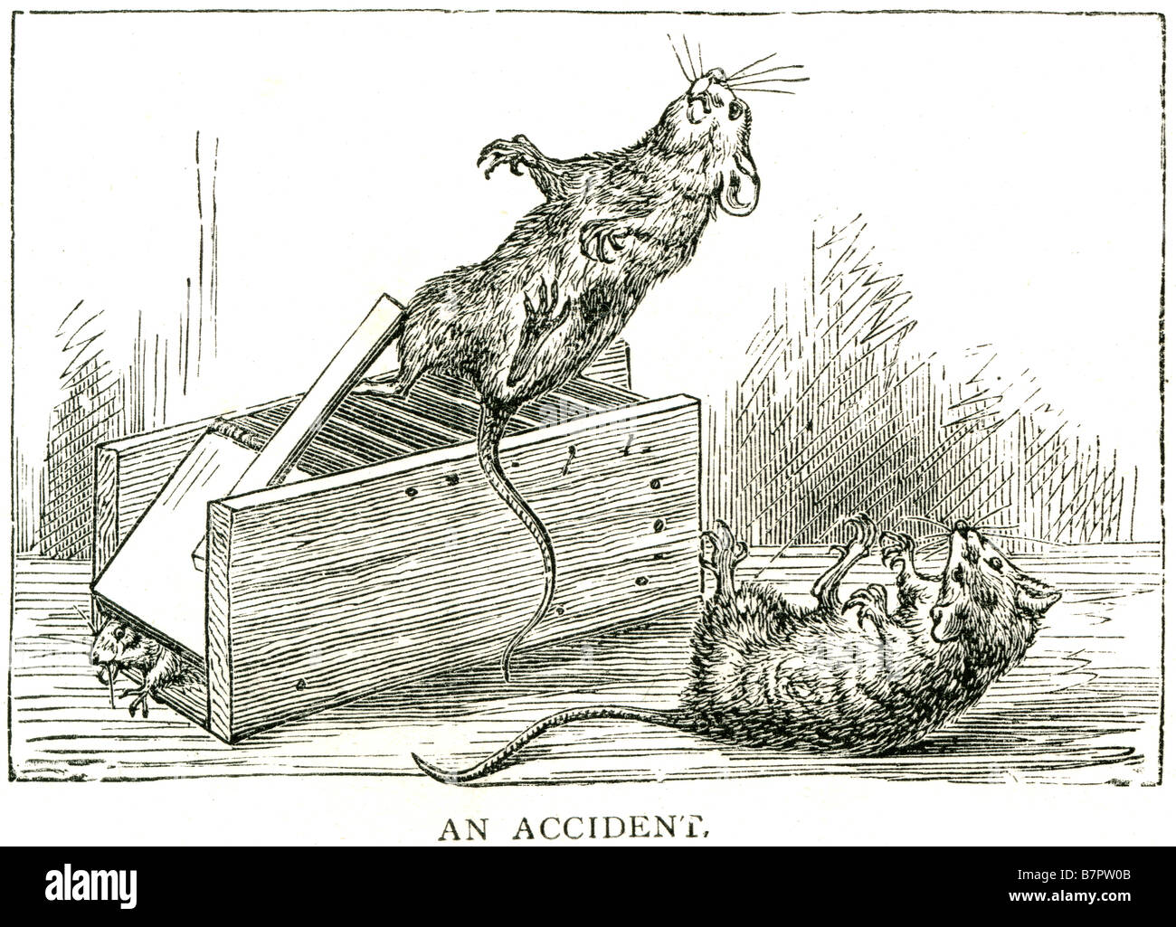accident mistake trouble rat mouse eating trap inside pest vermin house ...