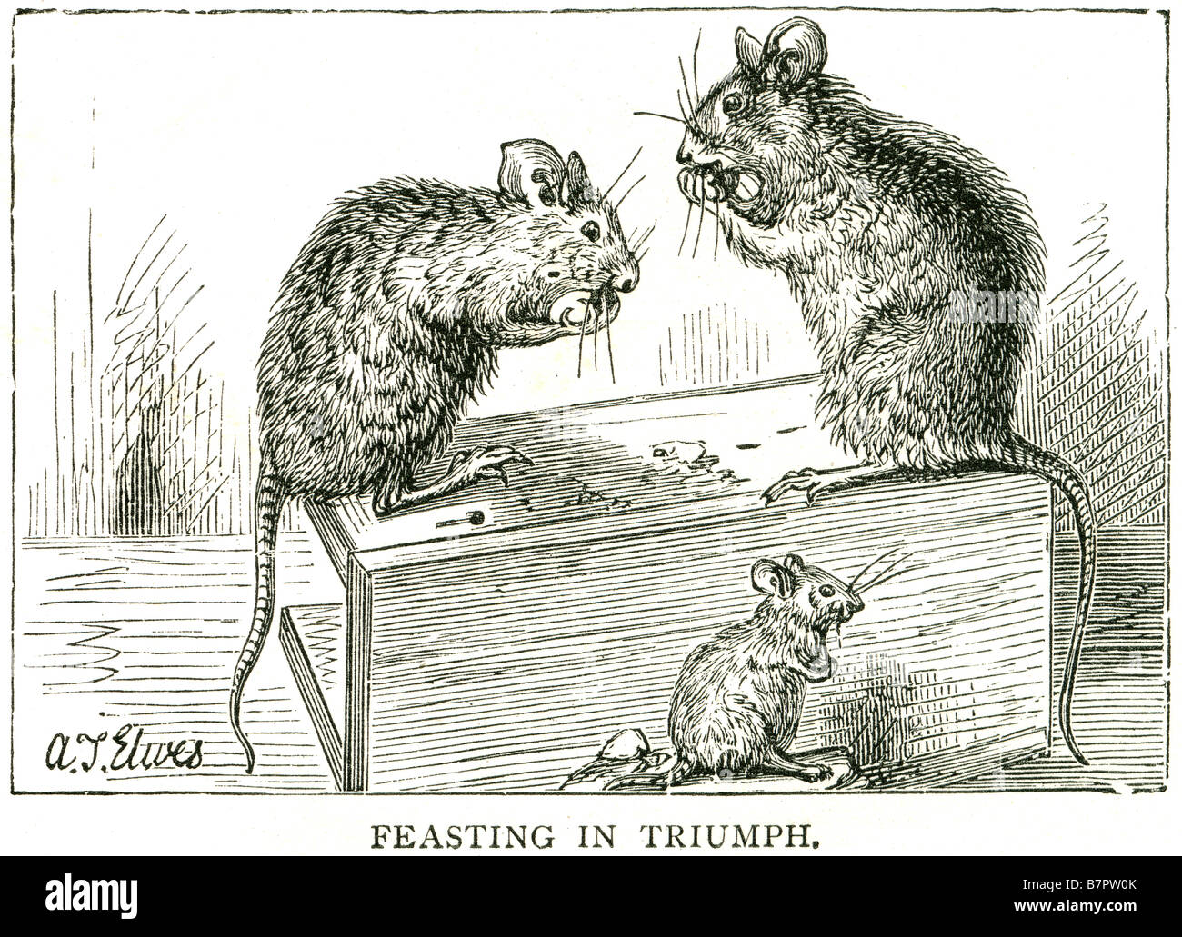 feasting in triumph rat mouse eating trap inside pest vermin house ...