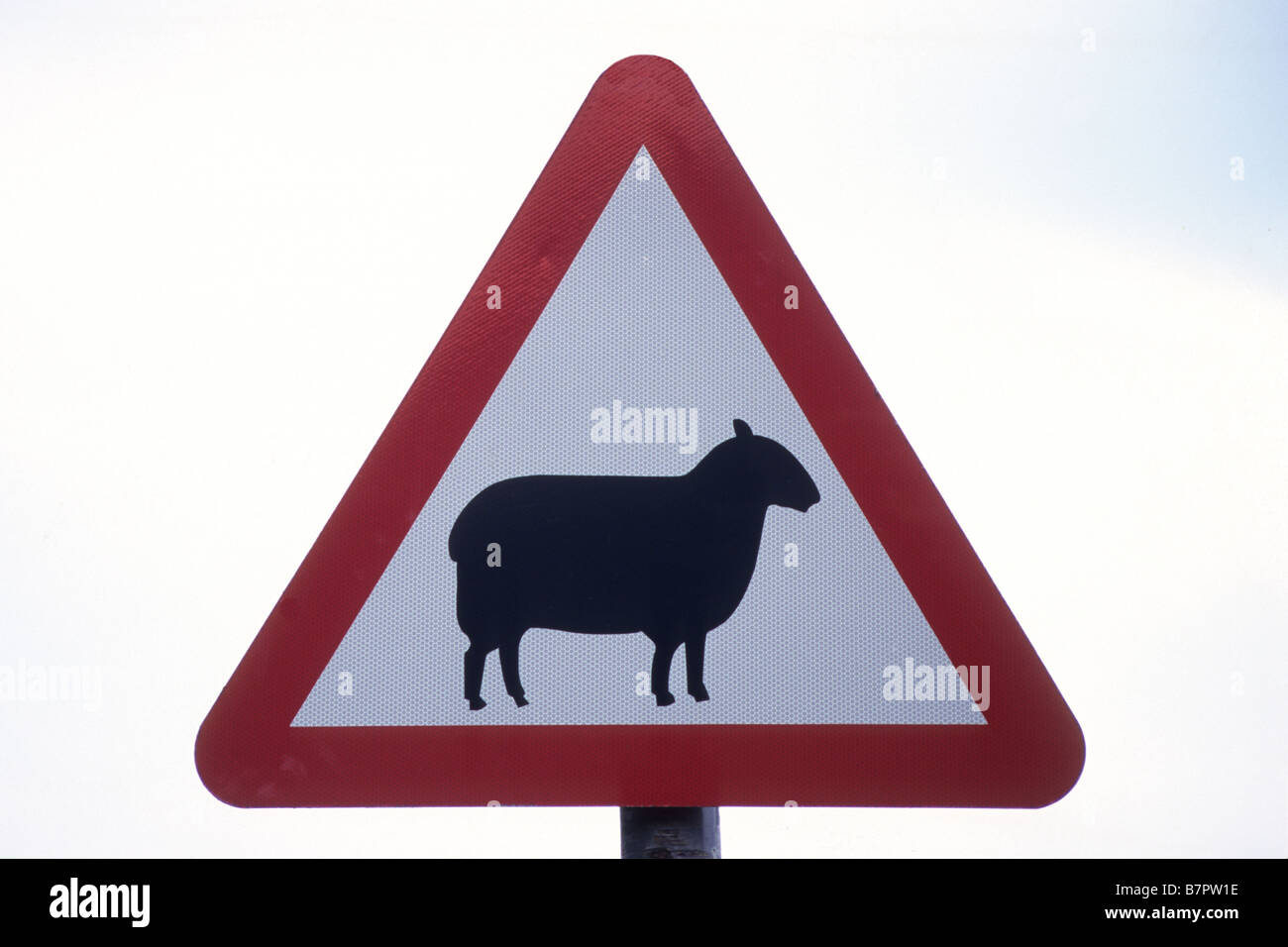 Sheep road sign hi-res stock photography and images - Alamy