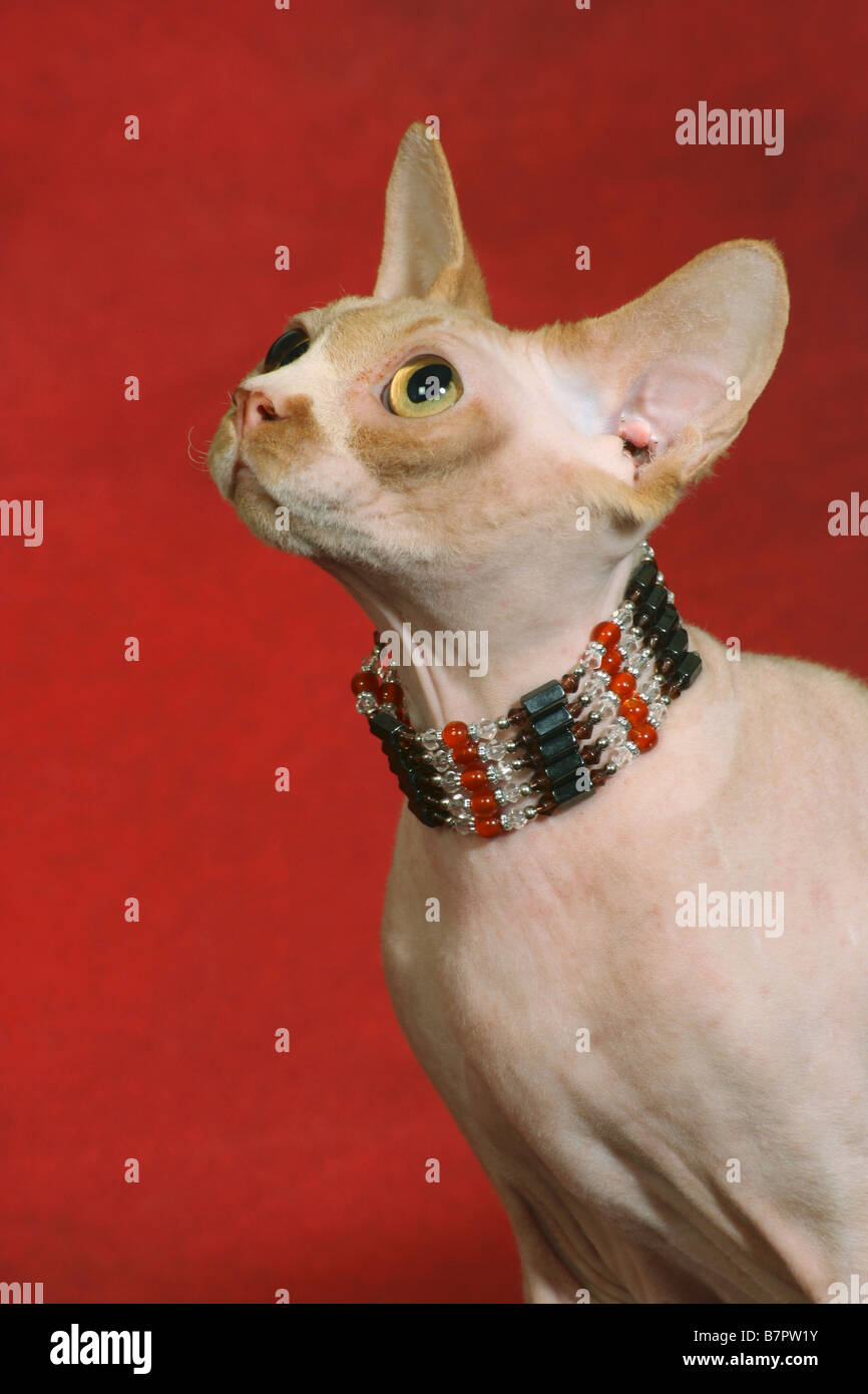 Portrait canadian sphynx cat hi-res stock photography and images - Alamy