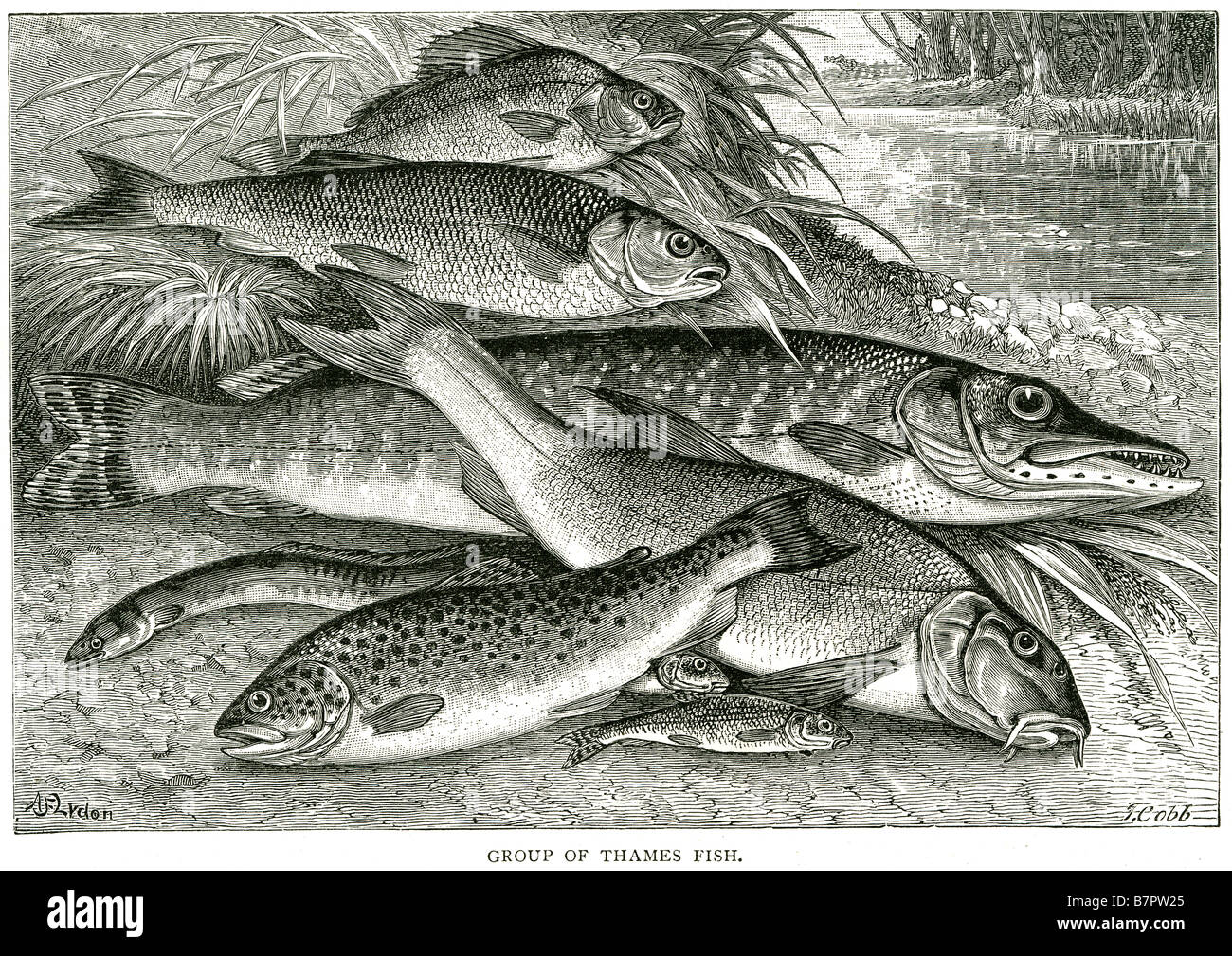 group of thames fish The Thames contains both seawater and freshwater ...