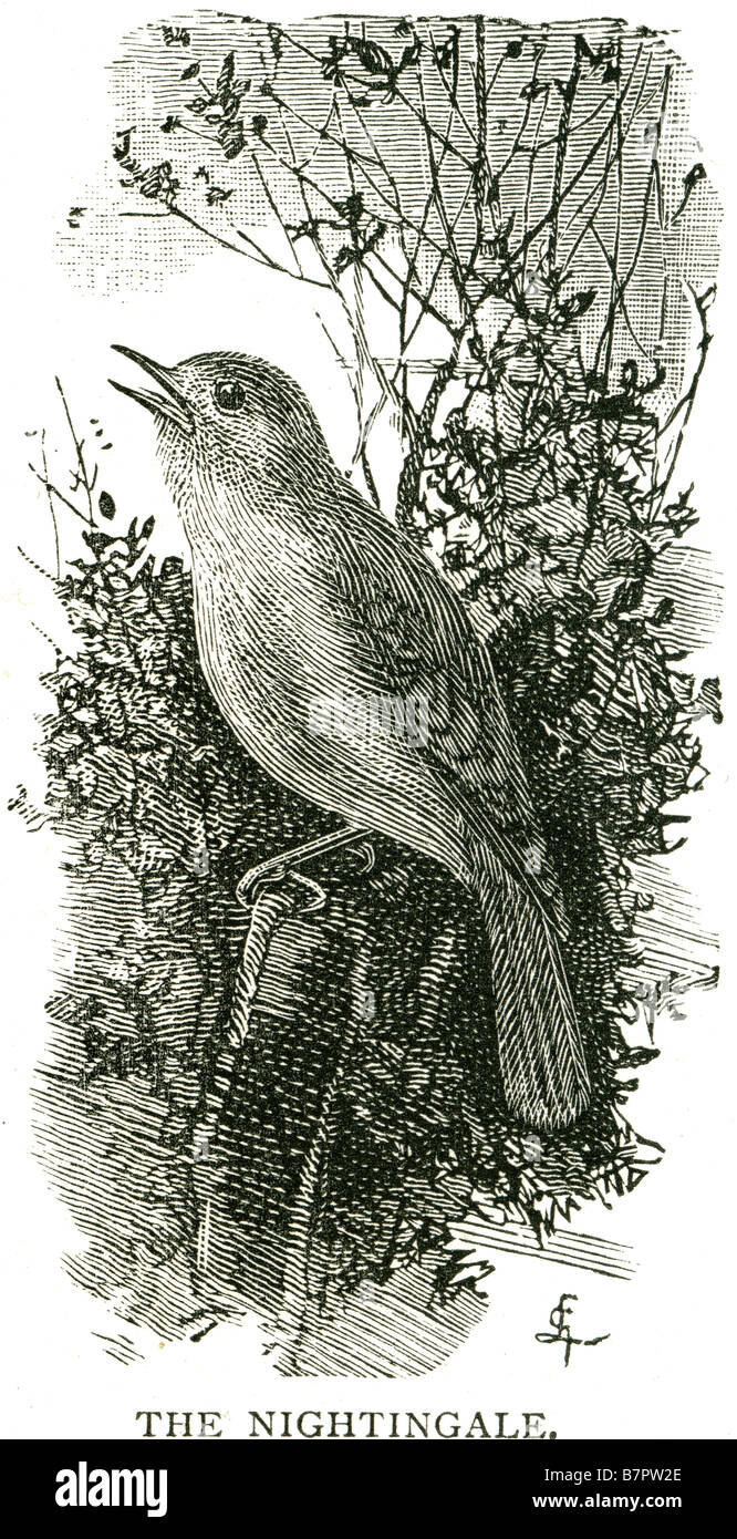 the nightingale The Nightingale (Luscinia megarhynchos), also known as ...