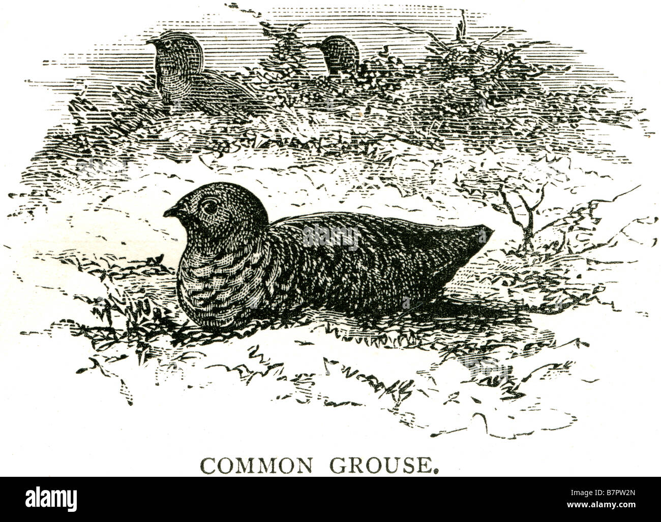 Temperate regions birds hi-res stock photography and images - Alamy