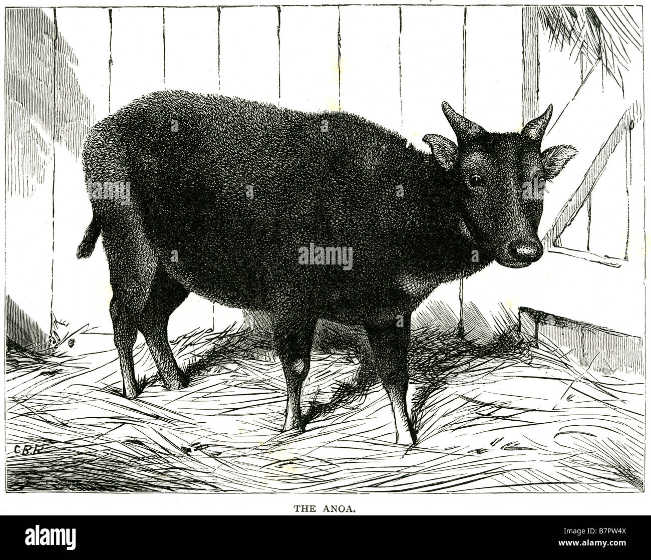 the anoa Anoa are a subgenus of buffalo comprising two species native ...