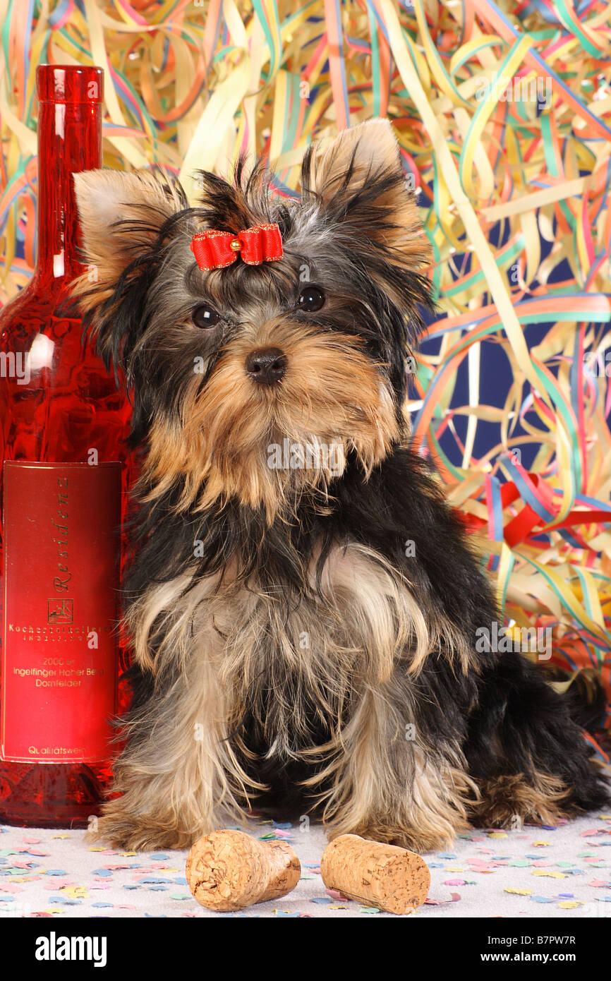 Cork puppy hi-res stock photography and images - Alamy