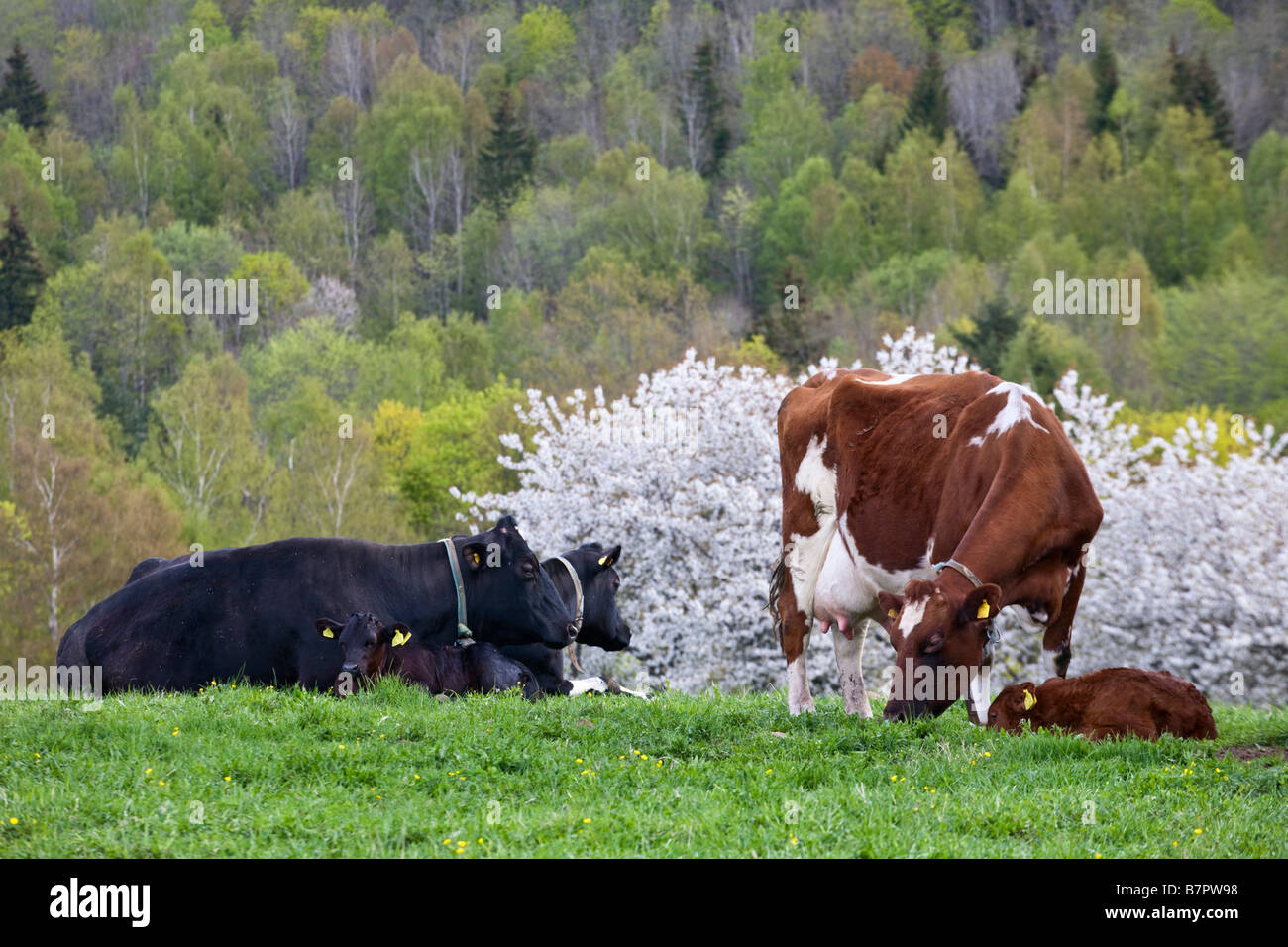 Cows and calves on a spring meadow Stock Photo - Alamy