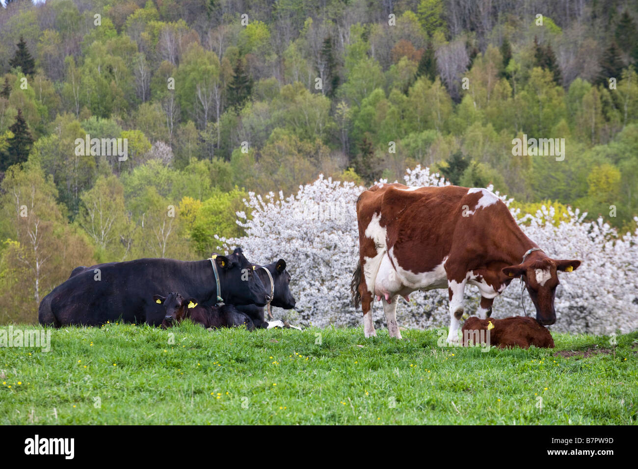 Cows and calves on a spring meadow Stock Photo - Alamy