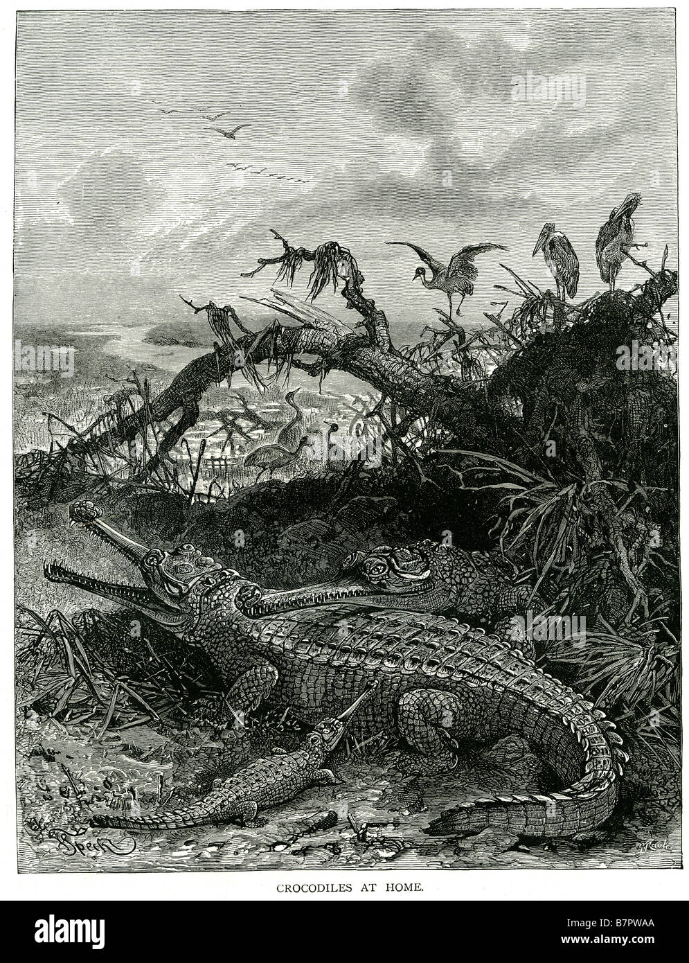 19th century illustration crocodile hi-res stock photography and images ...