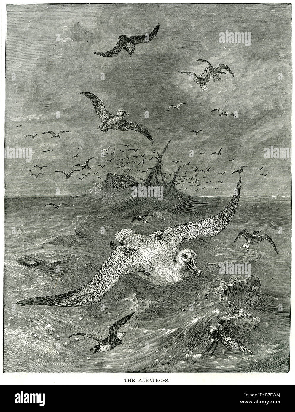 Albatrosses, of the biological family Diomedeidae, are large seabirds ...