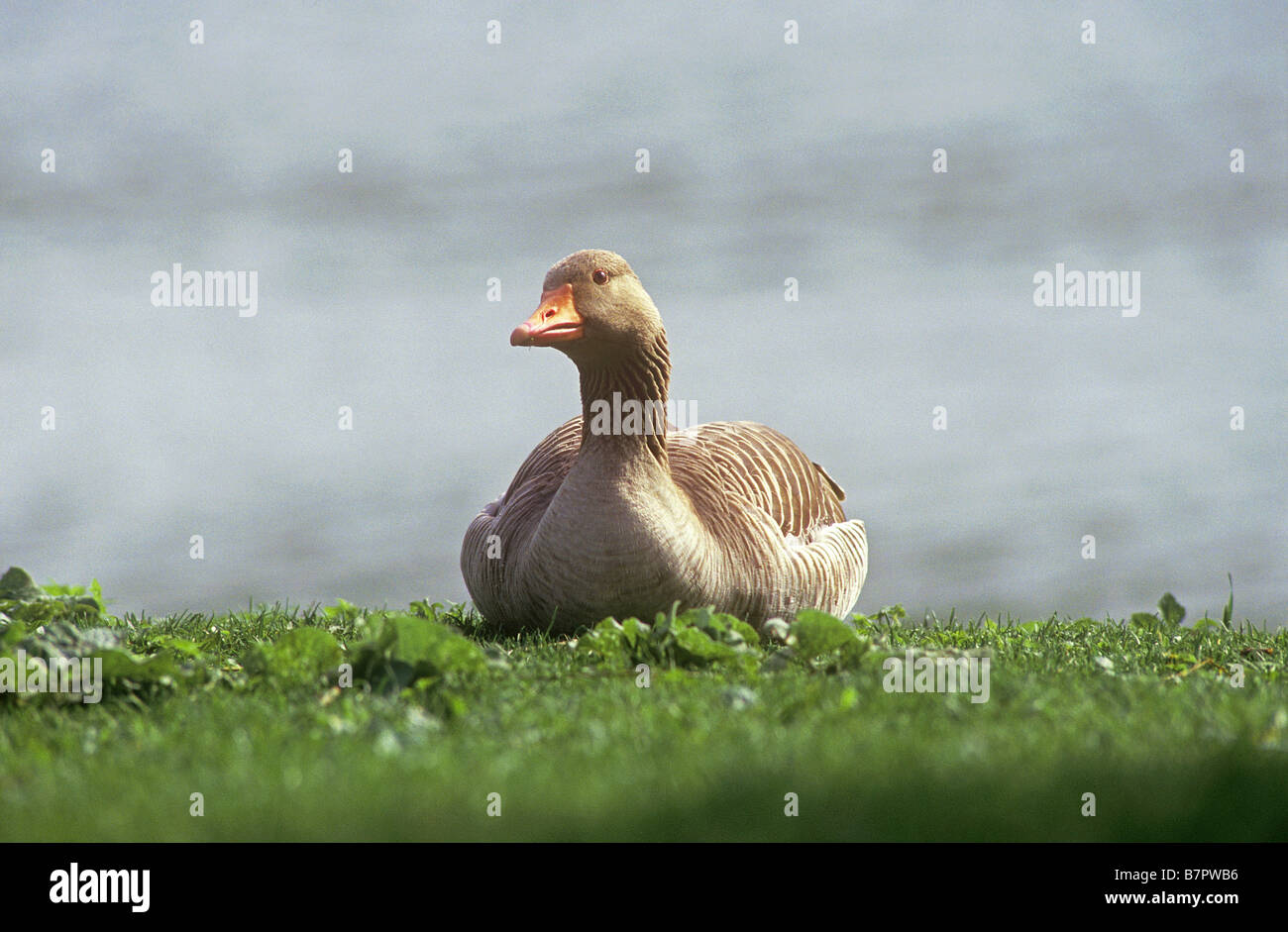 greylag goose - sitting on meadow Stock Photo - Alamy