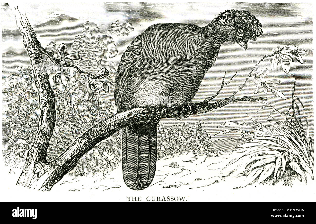 Curassows are one of the three major groups of cracid birds. Three of ...