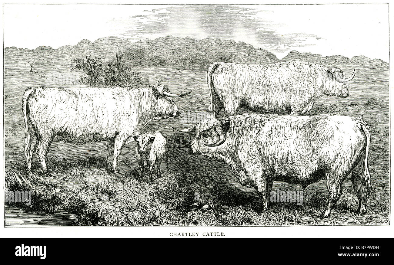 chartley cattle The White Park (also known as the Ancient White Park ...