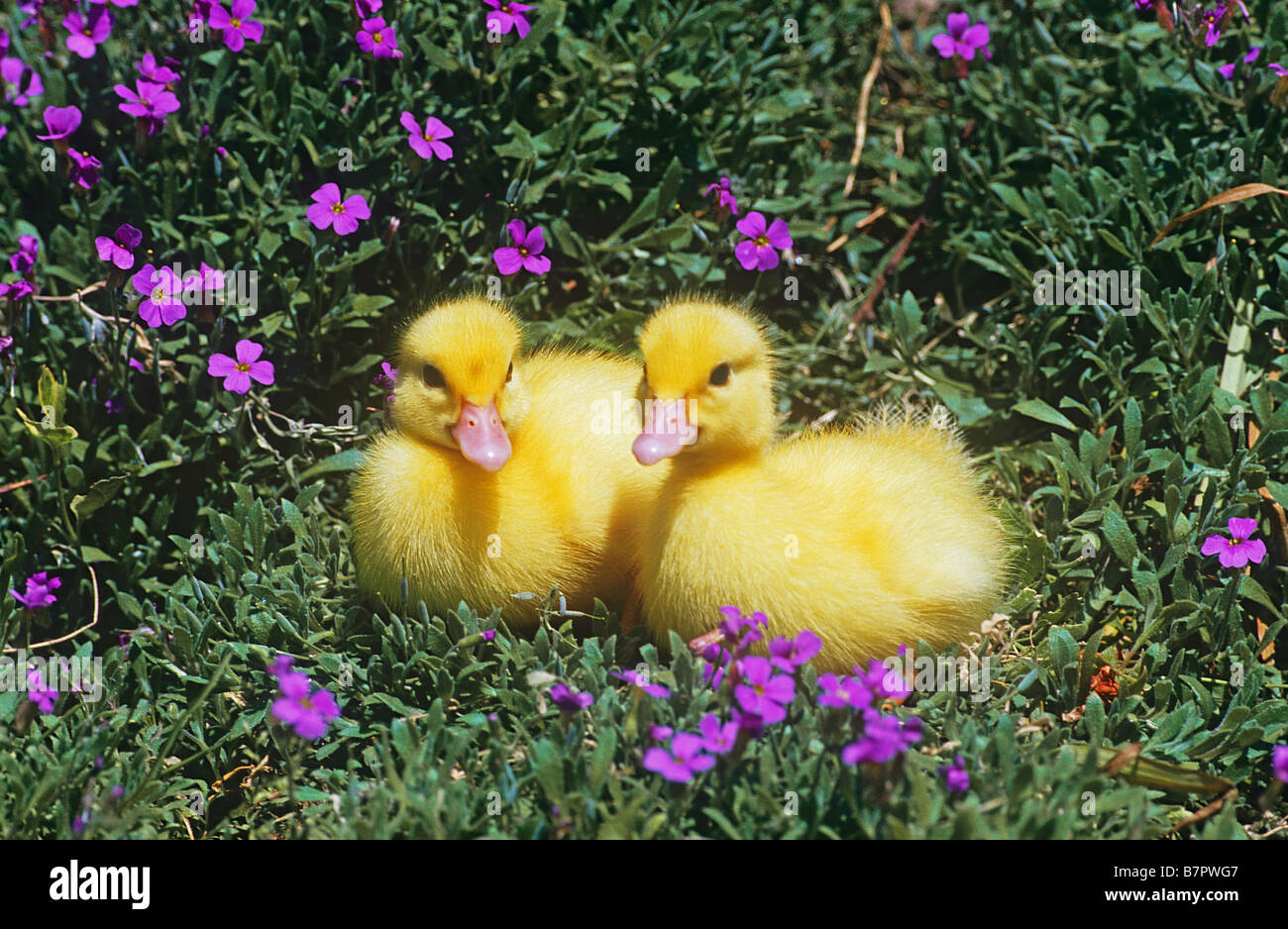 Two ducks flower hi-res stock photography and images - Alamy