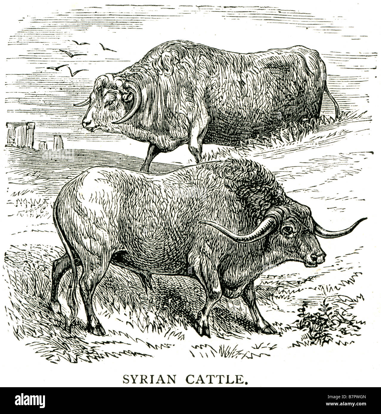 Syrian cattle cattle hi-res stock photography and images - Alamy