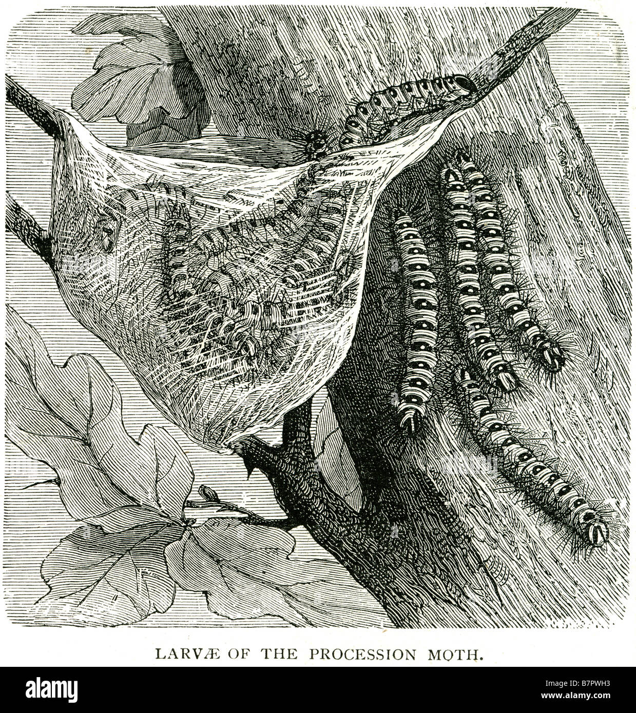 larve of the procession moth The Oak Processionary (Thaumetopoea ...