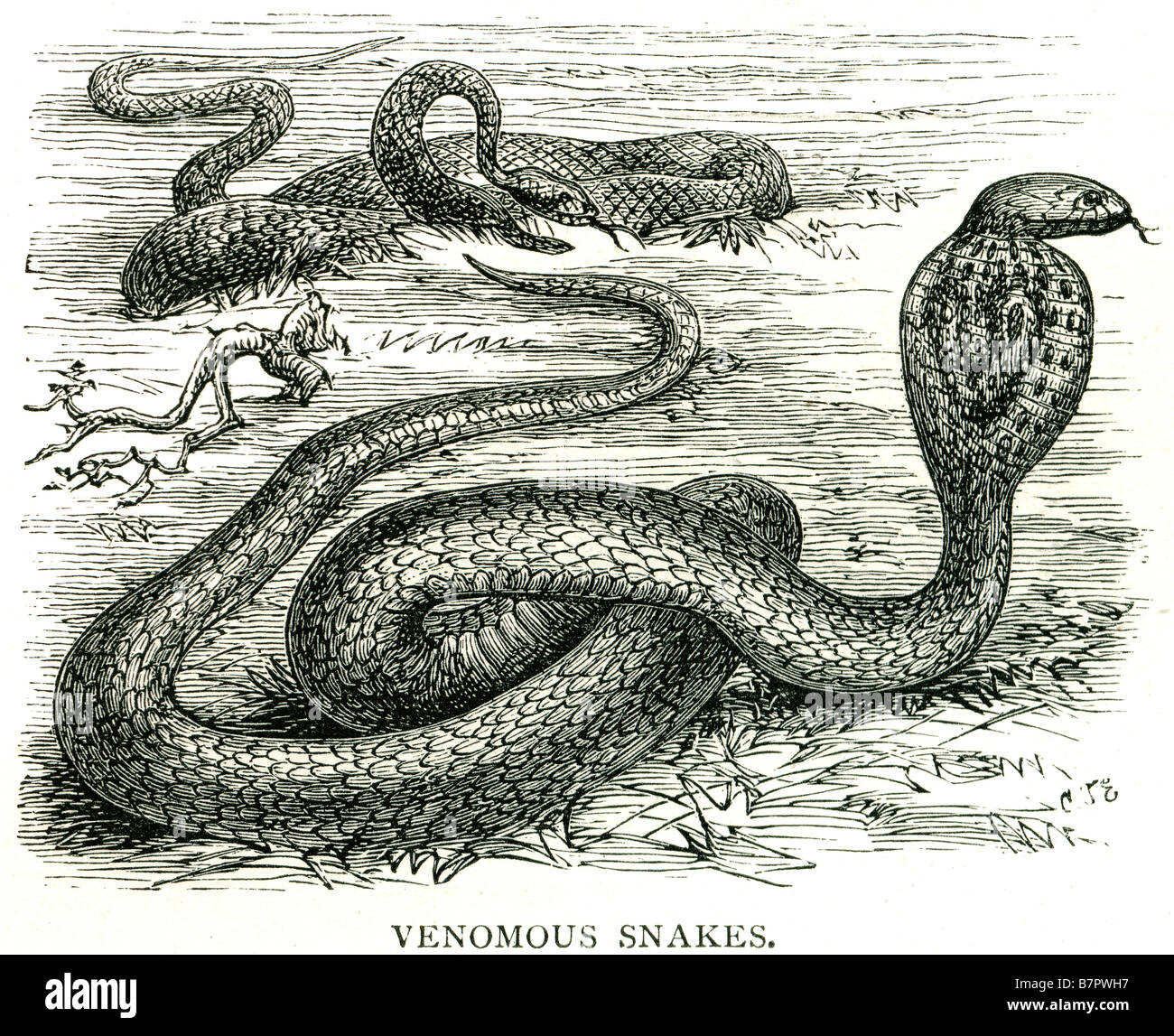 A venomous snake is a snake that uses modified saliva, venom, usually ...