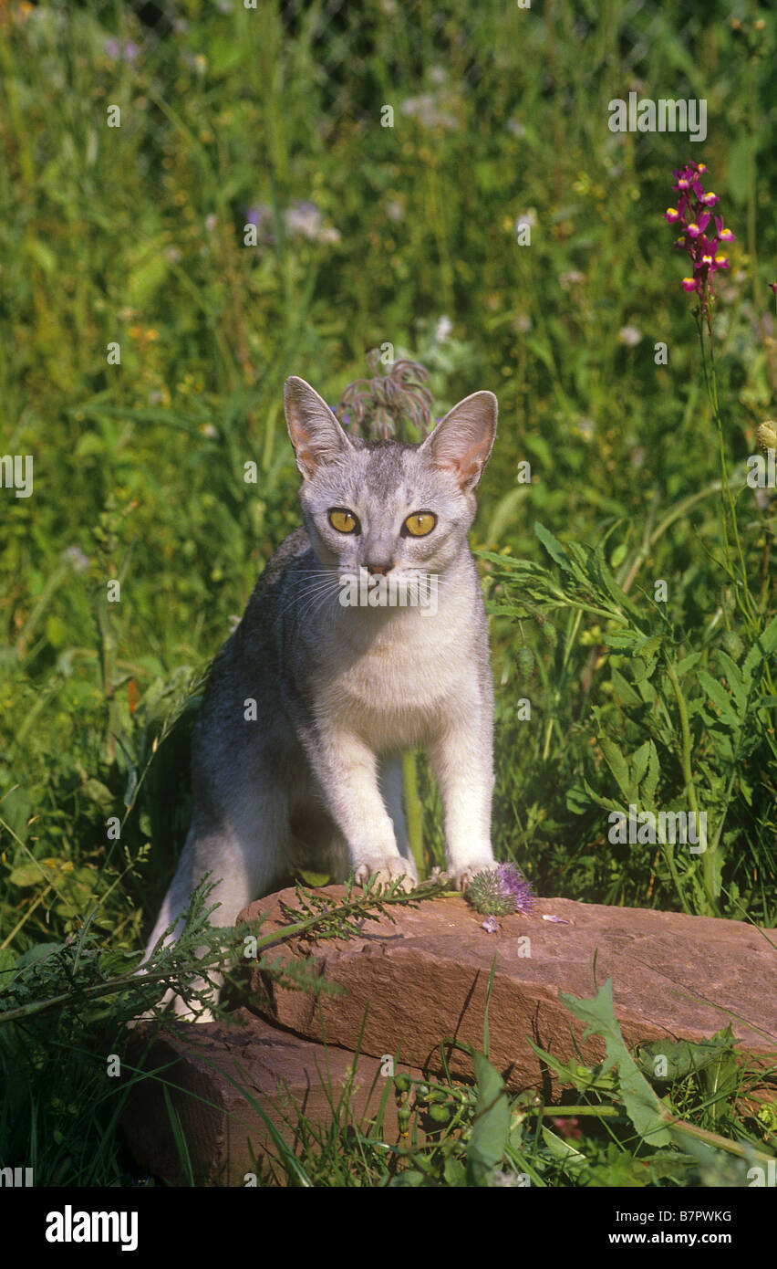 Abyssinian cat outdoors hi-res stock photography and images - Alamy