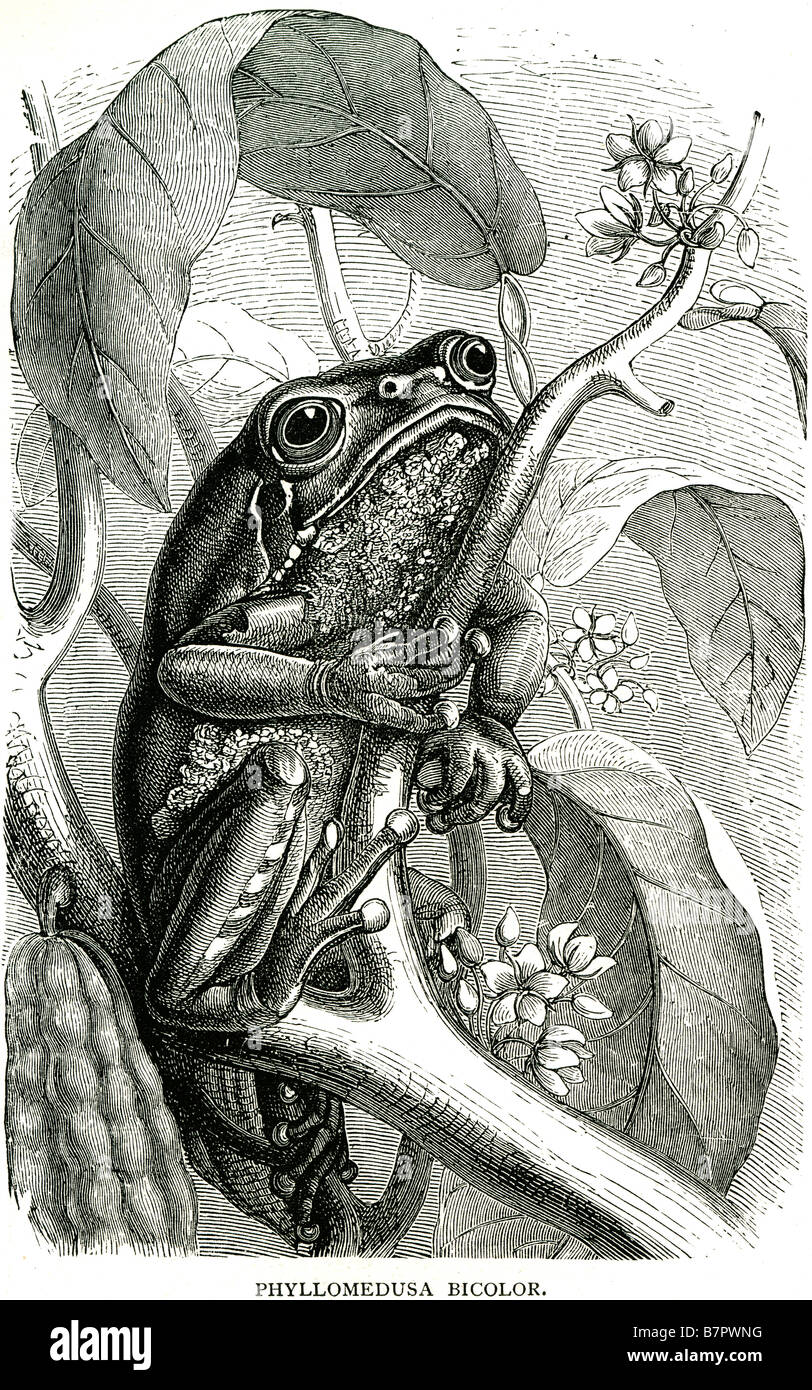The Giant leaf frog (Phyllomedusa bicolor) is a hylid frog found ...
