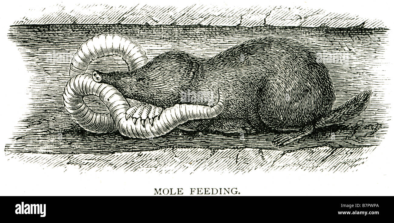 Moles are the majority of the members of the mammal family Talpidae in ...