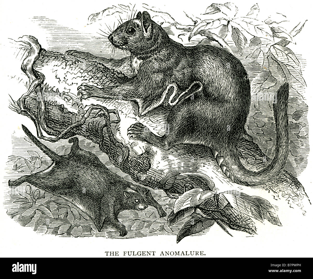 Family of rodents hi-res stock photography and images - Alamy