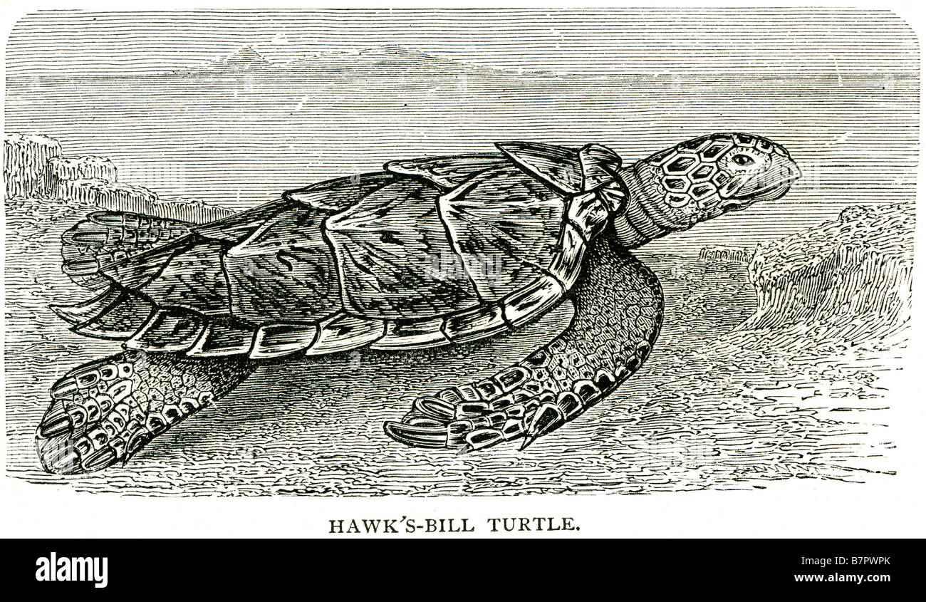hawk's bill turtle sea water animal sand shore shell tortoise tropical ...