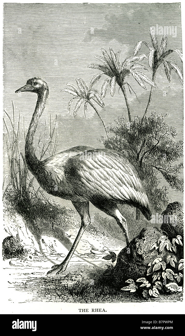 The rheas are species of flightless ratite birds in the genus Rhea ...