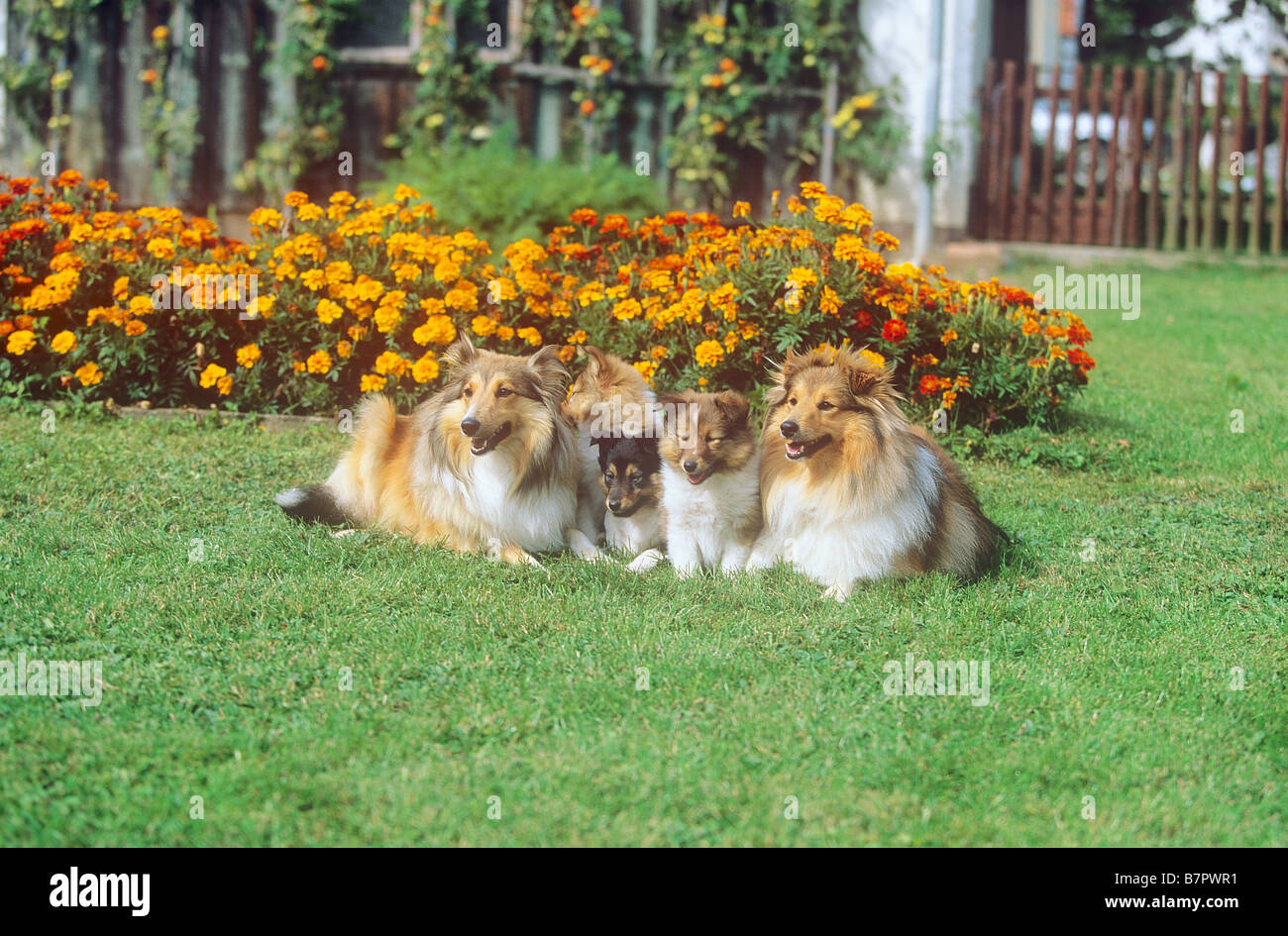 Shelties hi-res stock photography and images - Alamy