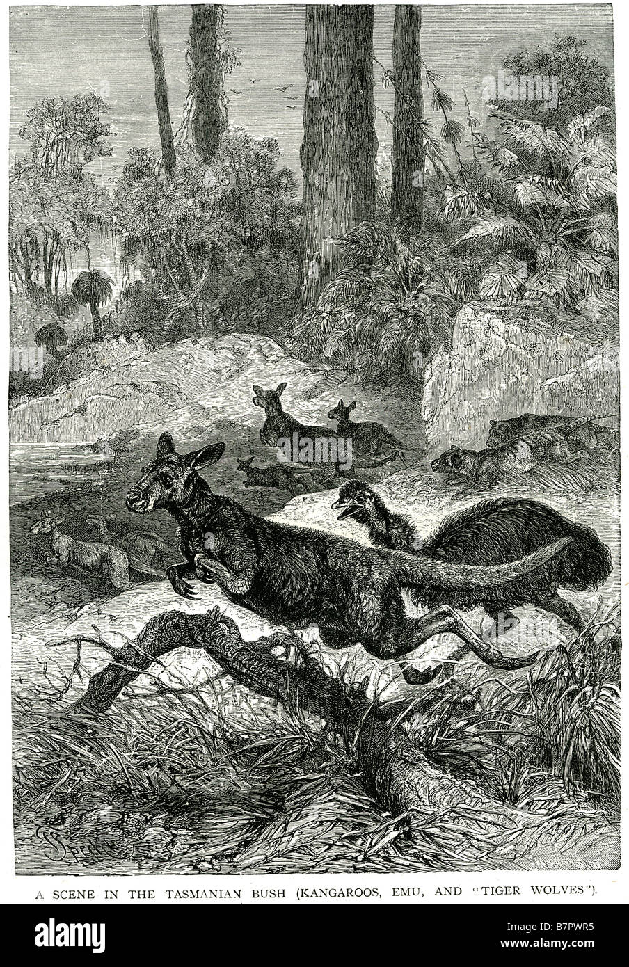 a scene in the tasmanian bush Kangaroos emu and tiger wolves Tasmania ...