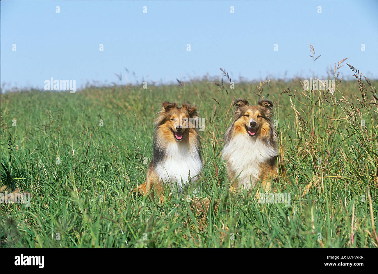 two shelties - sitting on meadow Stock Photo - Alamy