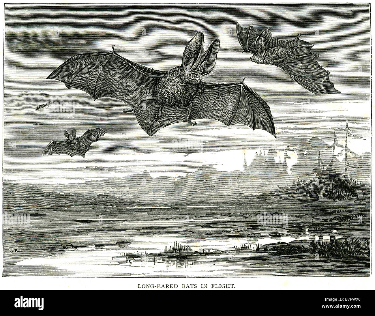 The brown long-eared bat or common long-eared bat (Plecotus auritus) is ...