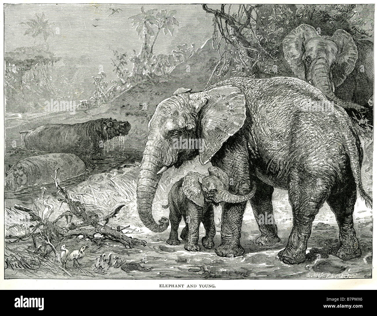 elephant and young Elephants are large land mammals of the order ...