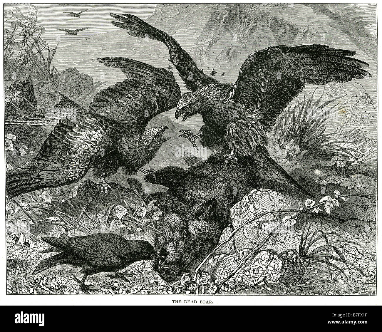 Black bird dead hi-res stock photography and images - Alamy