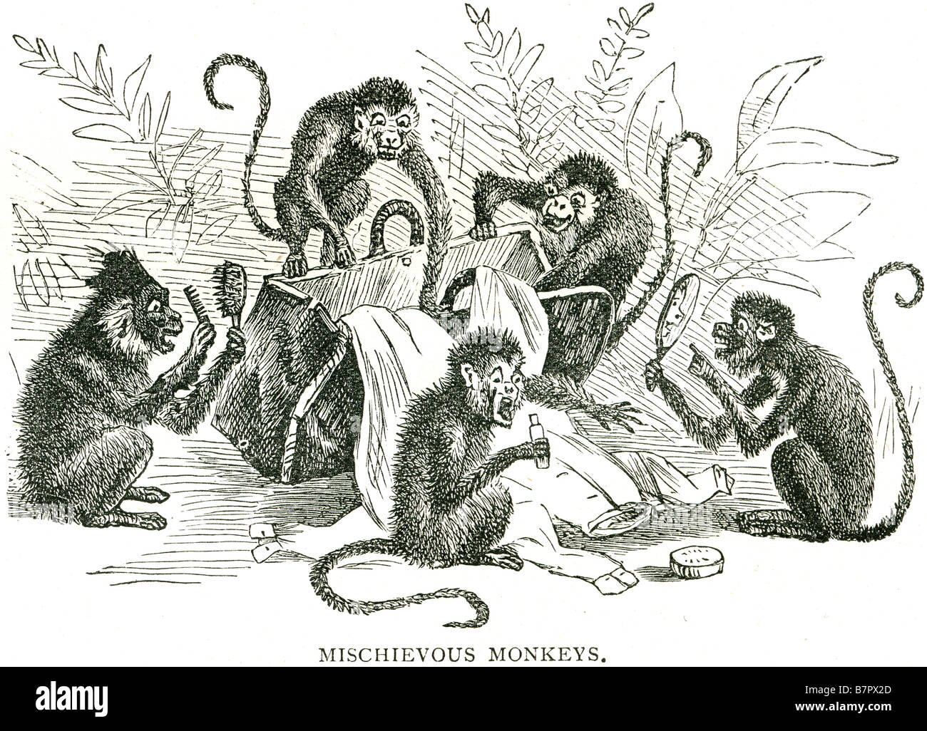 mischievous monkeys primate saying rumaging curious wildlife stolen ...