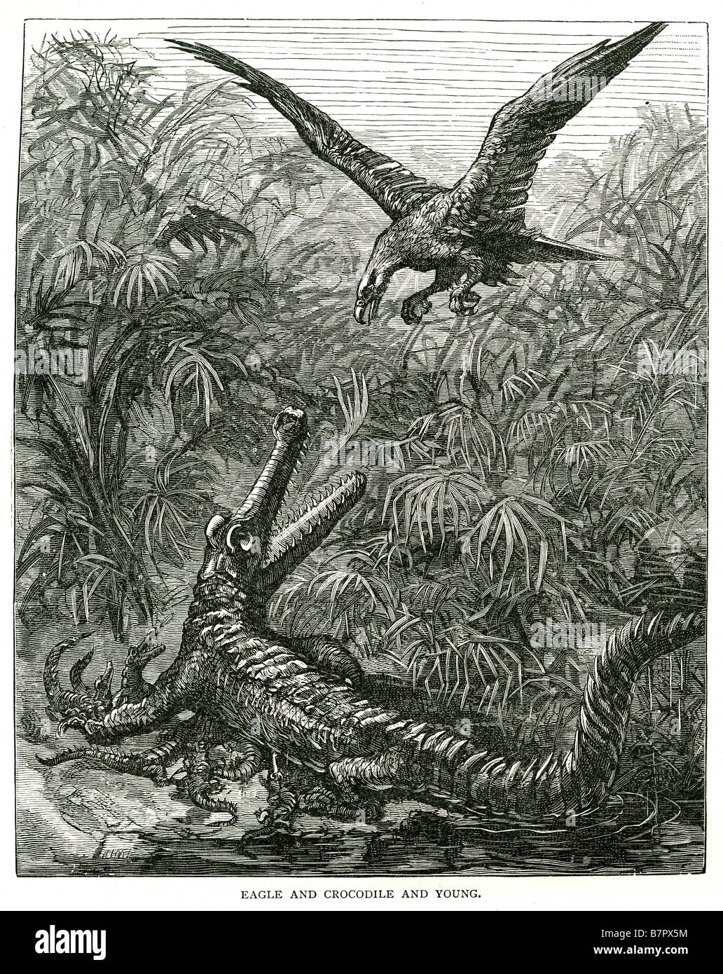 eagle and the crocodile and young Eagles are large birds of prey which ...