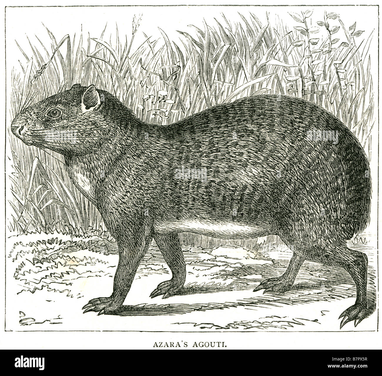 Azaras agouti image hi-res stock photography and images - Alamy