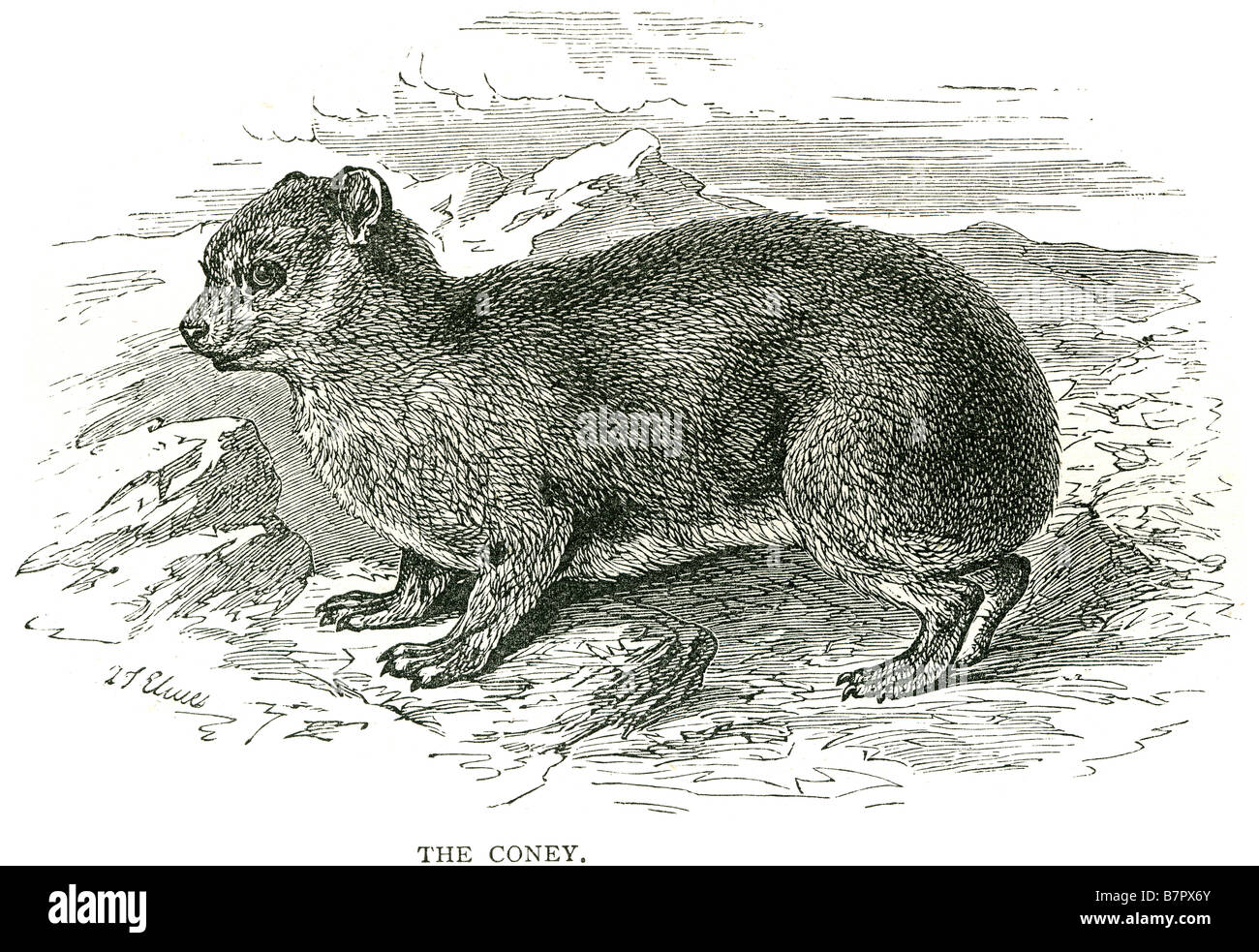 the coney The Rock Hyrax (Procavia capensis), or Cape Hyrax, is a ...