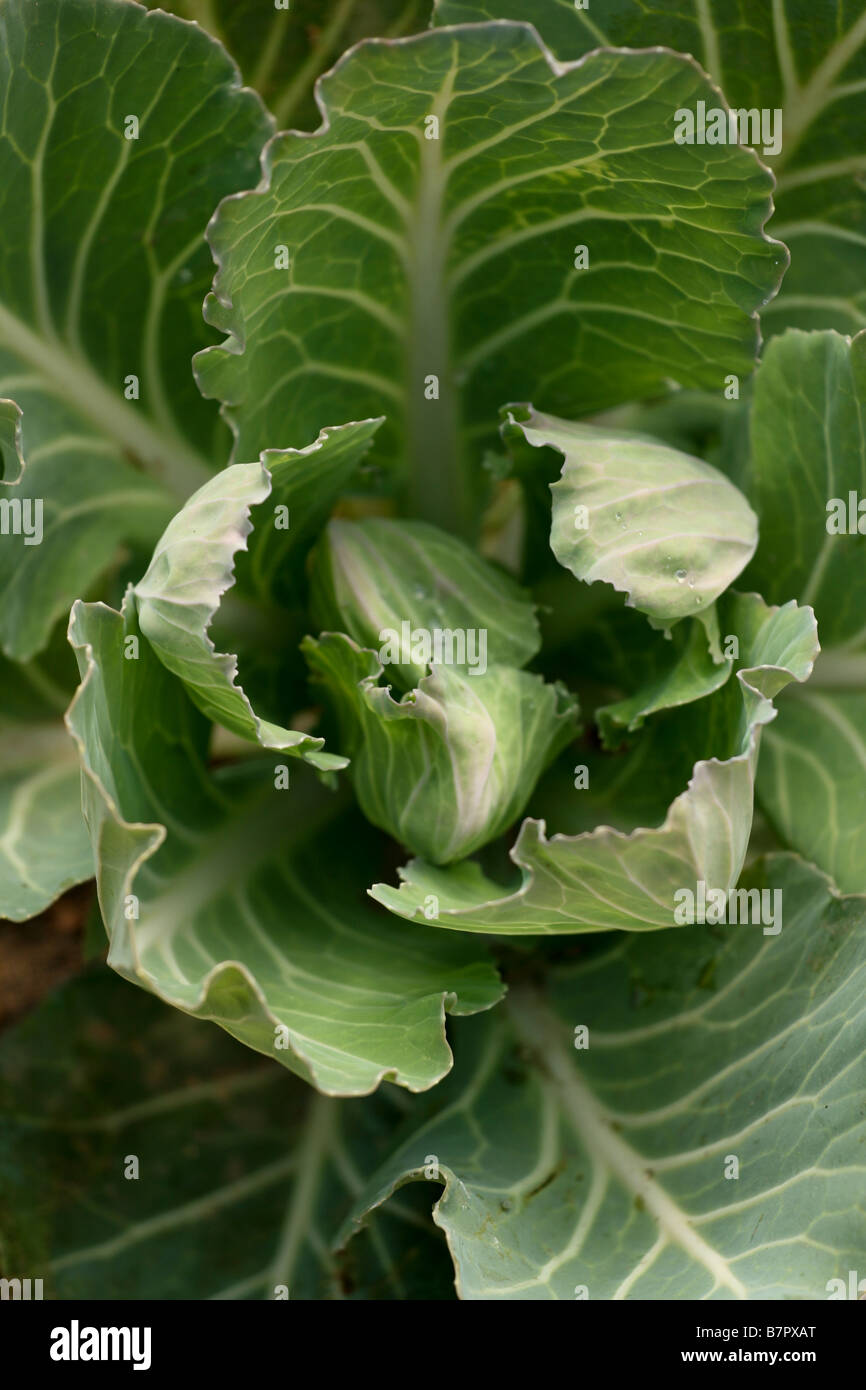 Spring Greens Cabbage Stock Photos & Spring Greens Cabbage Stock Images ...
