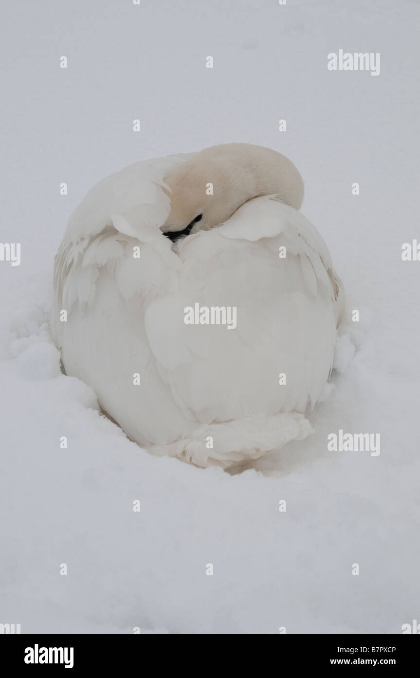 Beautiful swan snow hi-res stock photography and images - Alamy