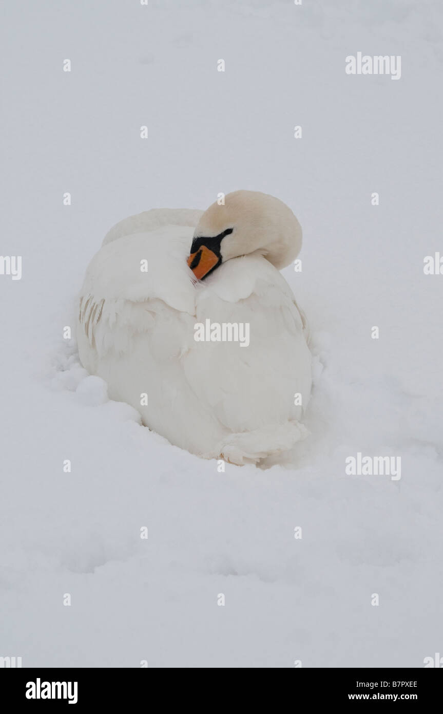 Snow swan hi-res stock photography and images - Alamy