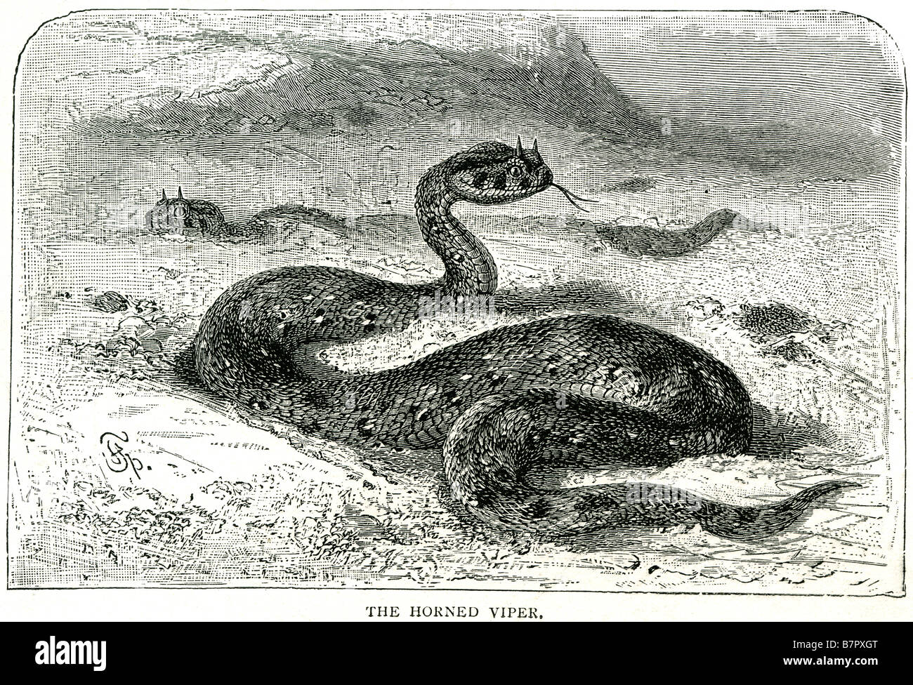 Horned Viper Snake Venomous The Viperidae are a family of venomous ...