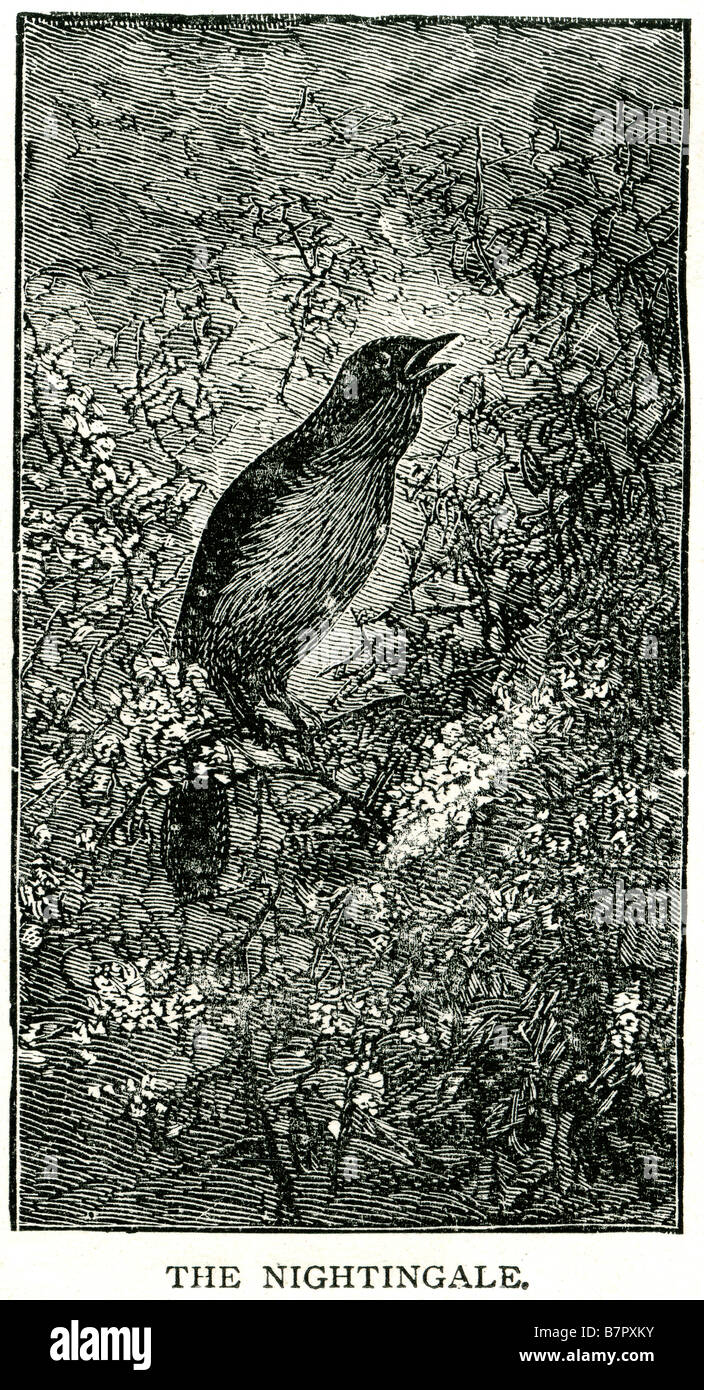 The Nightingale (Luscinia megarhynchos), also known as Rufous and ...