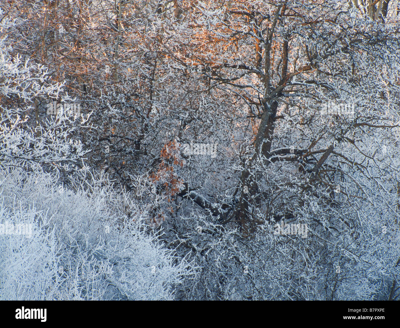 Hoar hi-res stock photography and images - Alamy