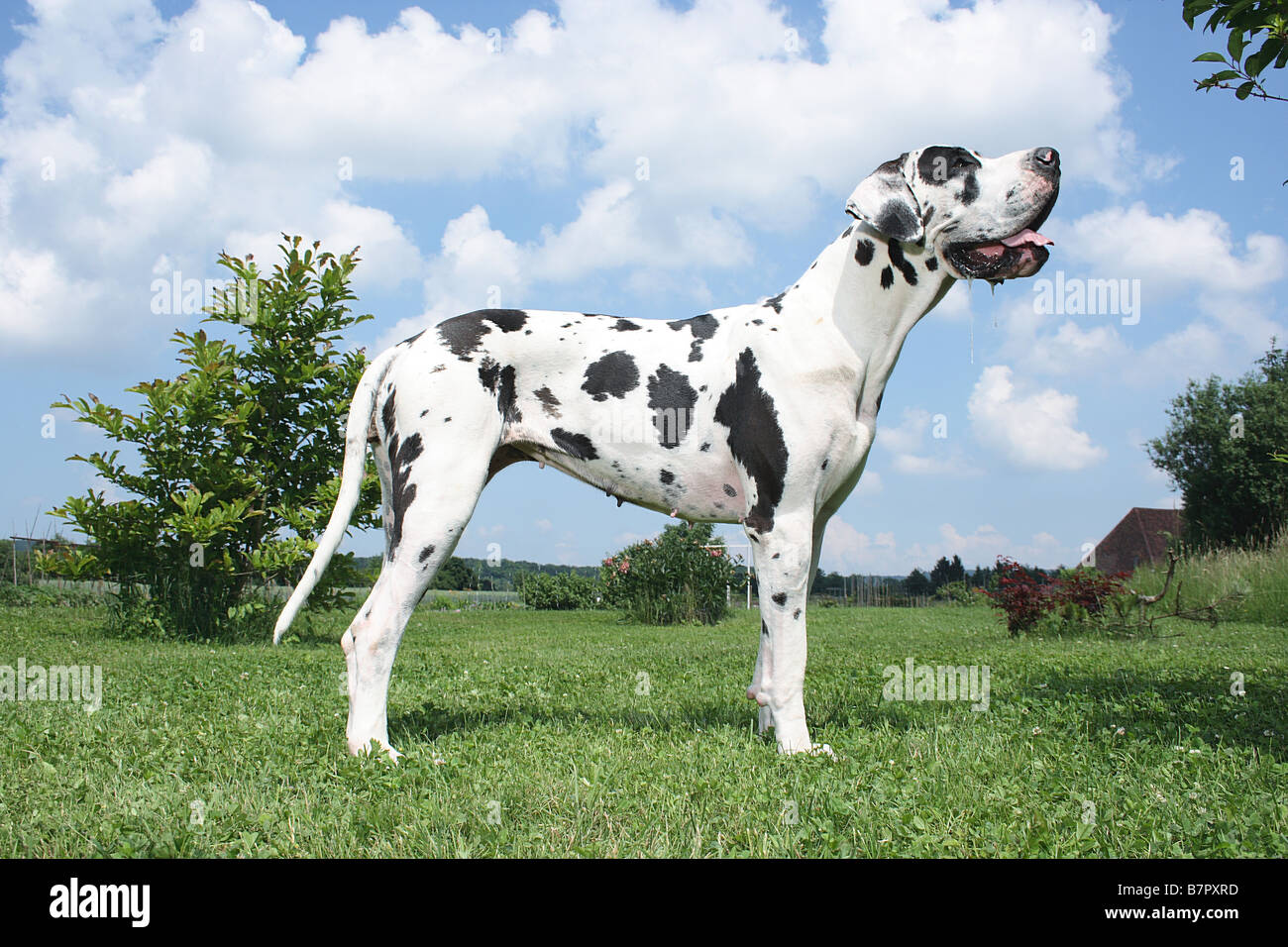 Great Dane. Female standing on a meadow Stock Photo - Alamy