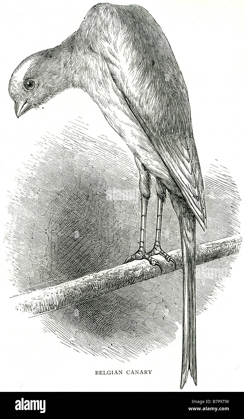 Belgian canary profile perching branch one bird The Canary (Serinus ...