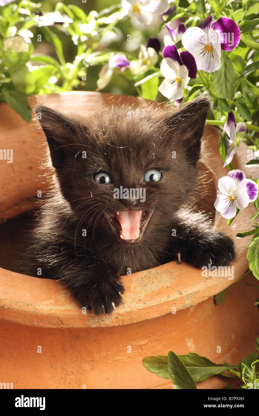 kitten - miaowing in clay pot Stock Photo - Alamy